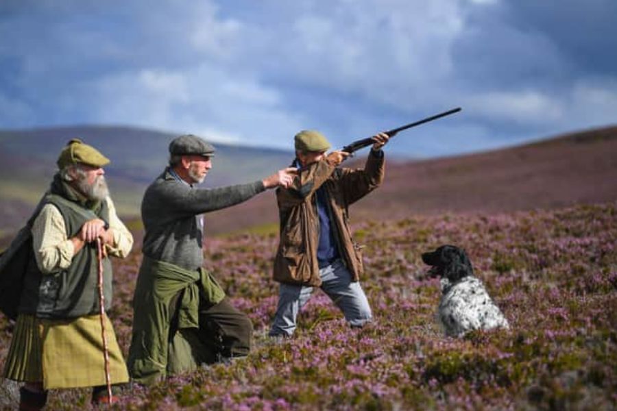 Glorious twelfth, l’ouverture de la grouse. Les anti-chasse se ...