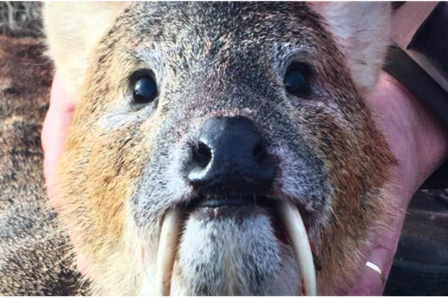 Connaissez-vous l’hydropote, le cerf sans bois ? – Chroniques cynégétiques