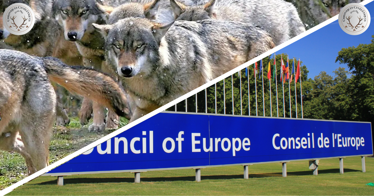 Le conseil de l’Europe approuve le changement de statut du loup. Aux ...